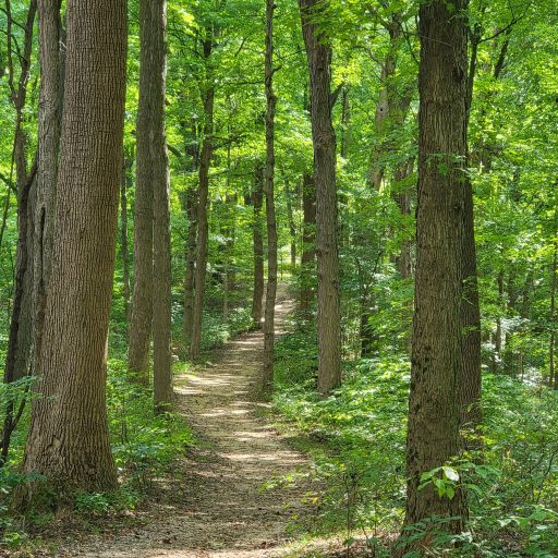 Ancient Paths – "Ask for the ancient paths, ask where the good way is ...